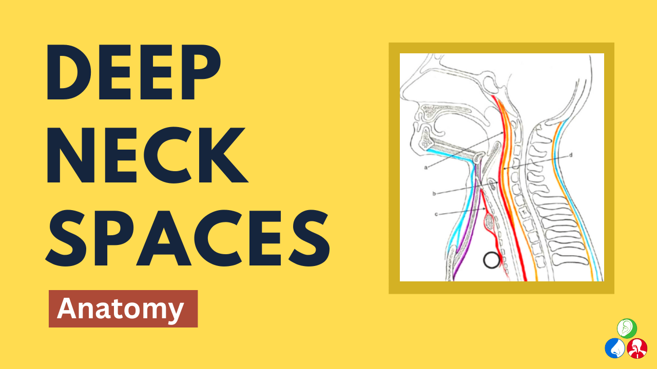 Anatomy of Deep Neck Spaces | ENT Notes & Lectures