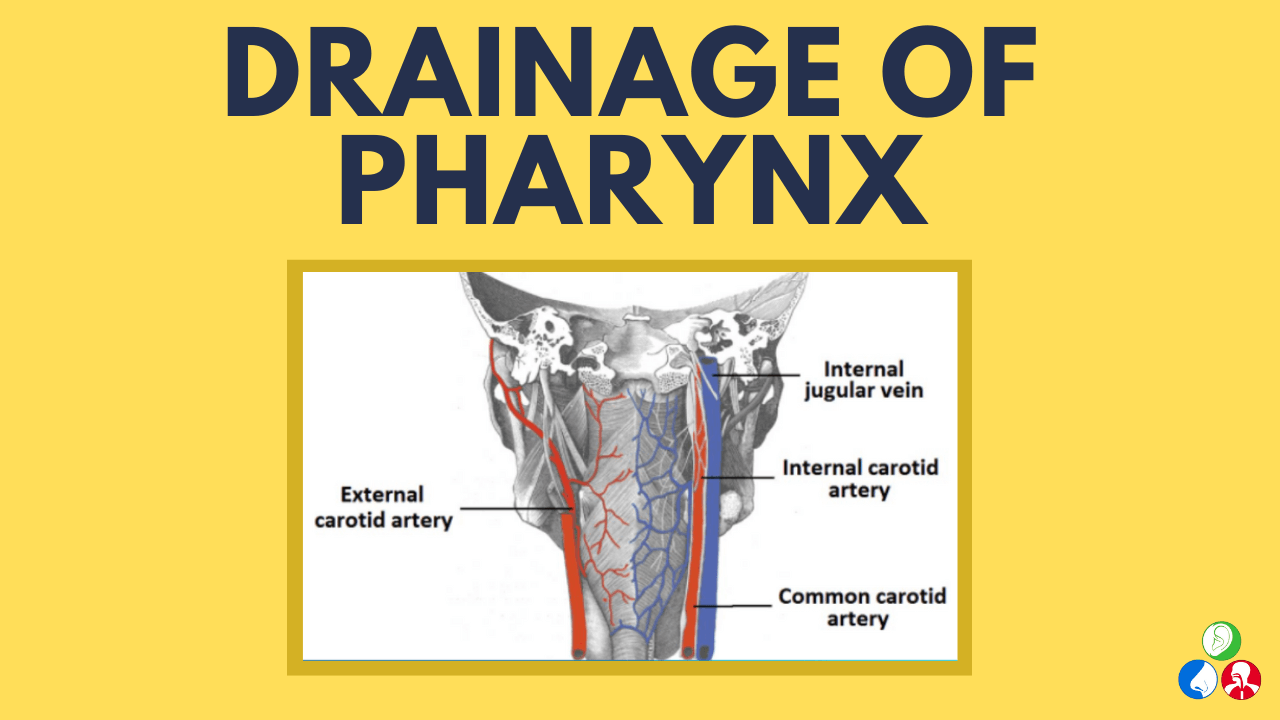 Drainage of Pharynx | ENT Notes & Lectures