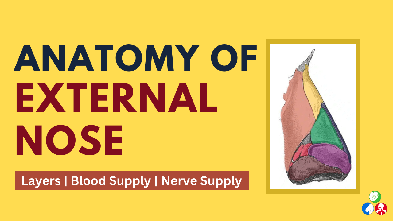 Anatomy of the External Nose | ENT Notes & Lectures