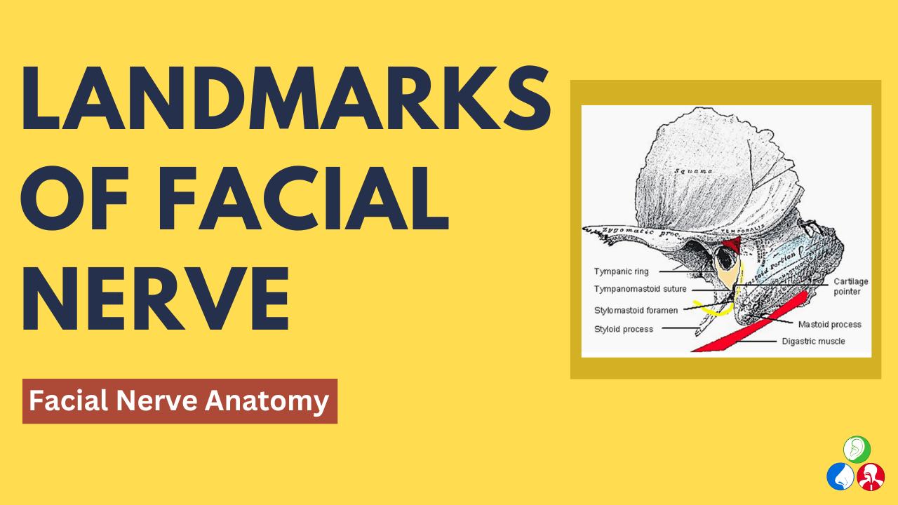 Landmarks of Facial Nerve in Mastoid and Parotid surgeries | ENT Notes ...