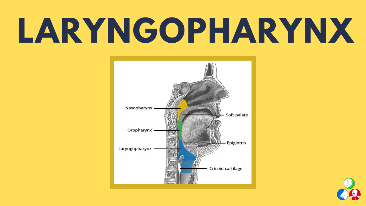 Laryngopharynx Anatomy | ENT Notes & Lectures