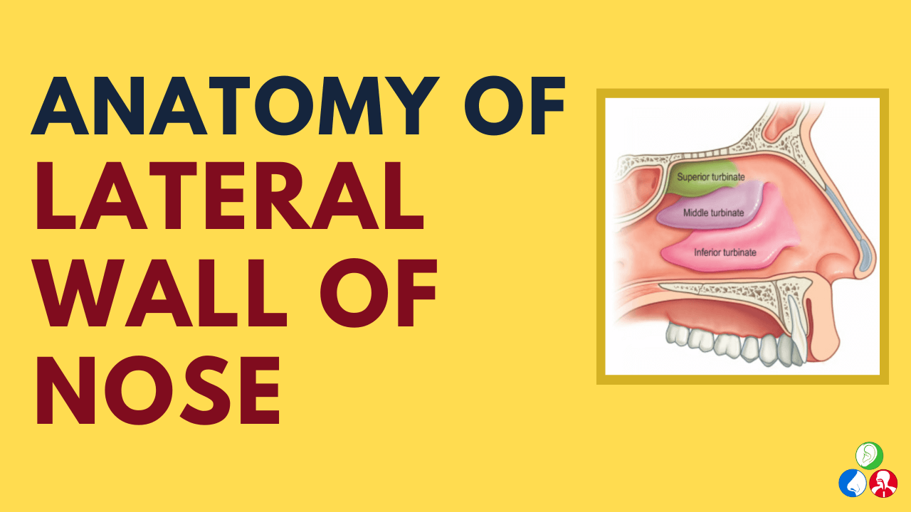 Anatomy of Lateral Wall of Nose | ENT Notes & Lectures