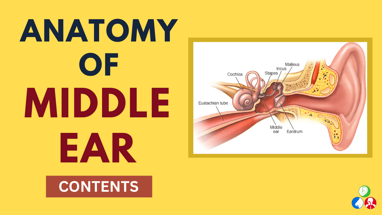 Anatomy of Middle Ear - Contents | ENT Notes & Lectures