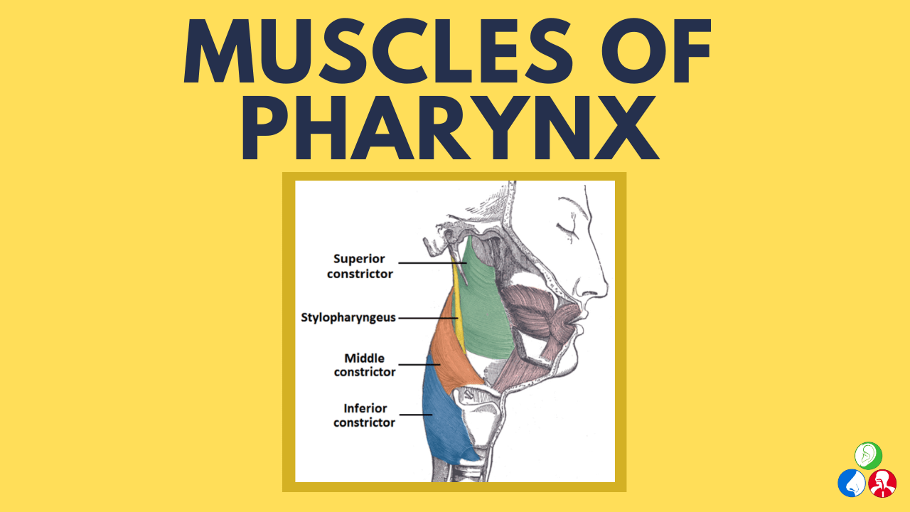 Muscles of Pharynx | ENT Notes & Lectures