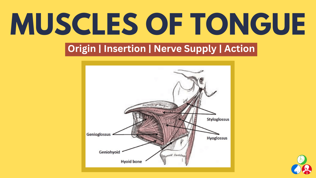 Muscles of Tongue | ENT Notes & Lectures