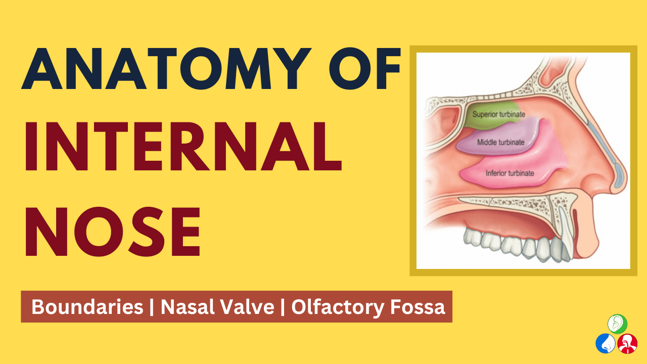 Anatomy of Internal Nose | ENT Notes & Lectures