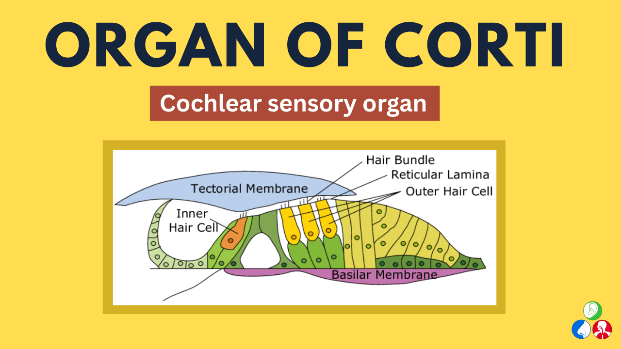 Organ of Corti – Anatomy, Structure and Clinical Relevance | ENT Notes ...