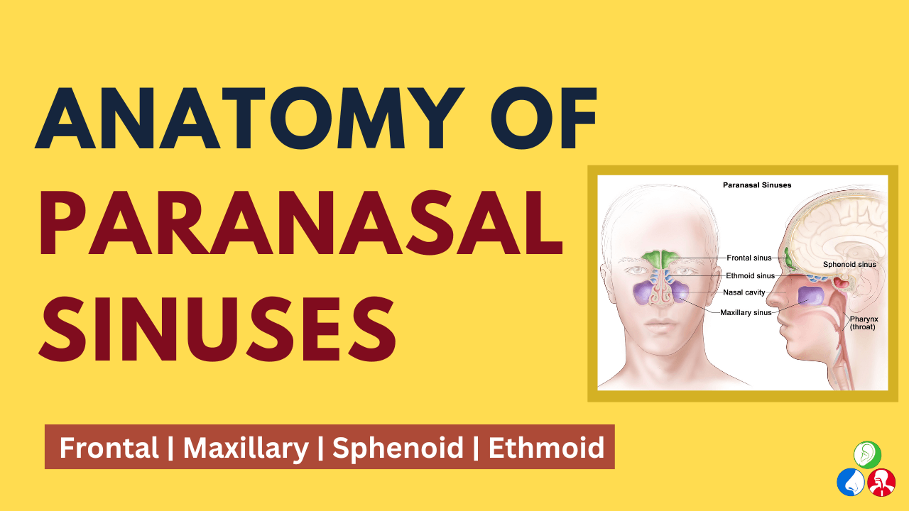 Anatomy of Paranasal Sinuses | ENT Notes & Lectures