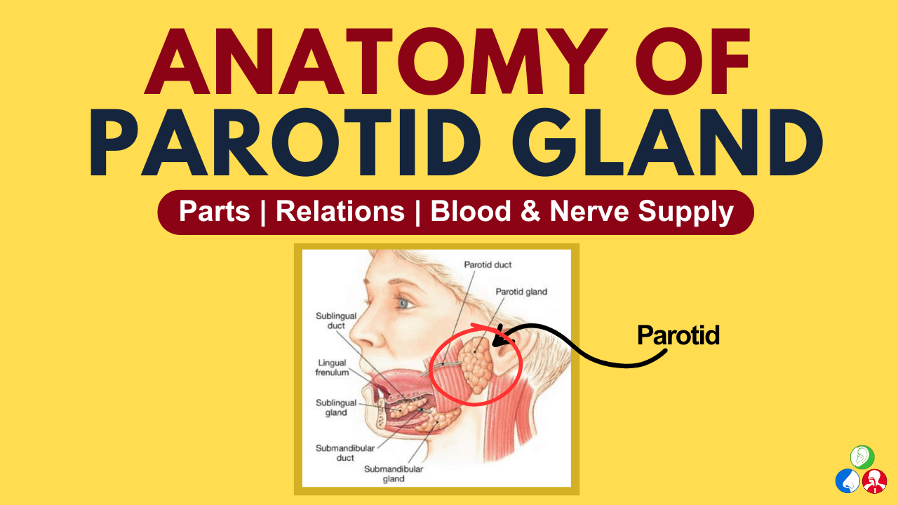 Anatomy of Parotid Gland | ENT Notes & Lectures