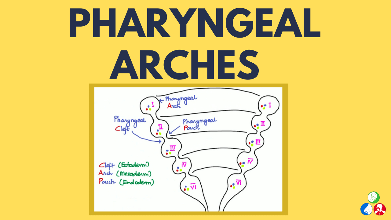 Pharyngeal Arches and Their Derivatives | ENT Notes & Lectures