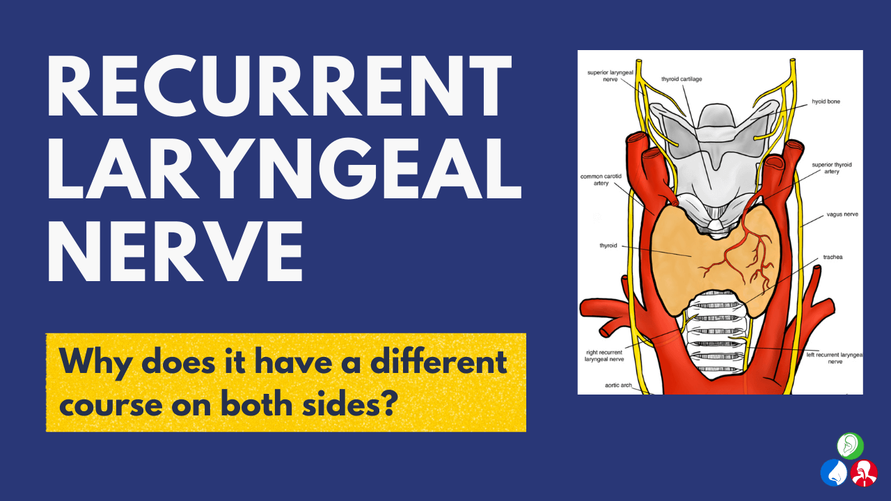 Recurrent Laryngeal Nerve Course - Why is it different on both sides ...