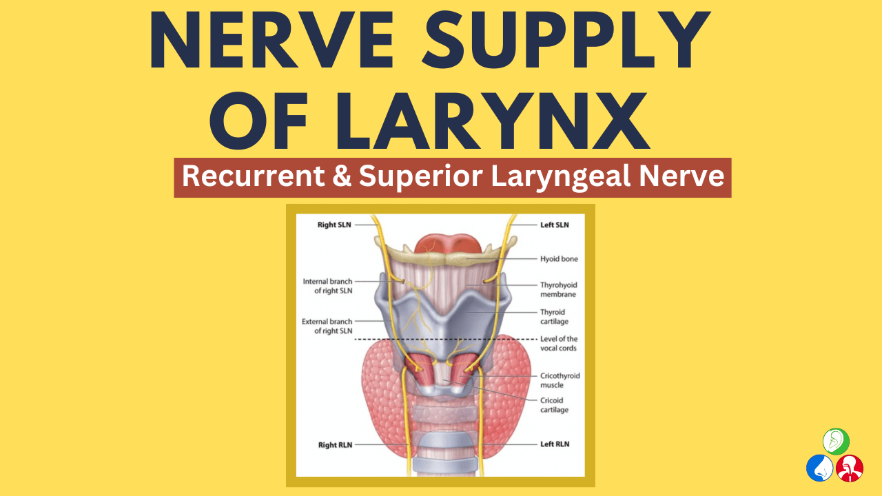 Nerve Supply of Larynx - Recurrent Laryngeal Nerve and Superior ...