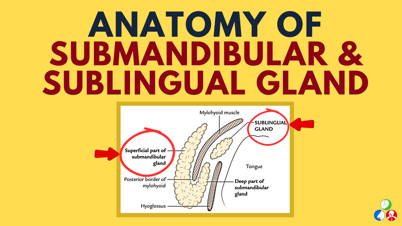 Anatomy of Submandibular and Sublingual Glands | ENT Notes & Lectures