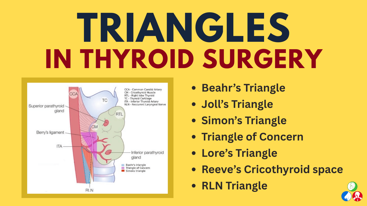 Triangles in Thyroid Surgery | ENT Notes & Lectures