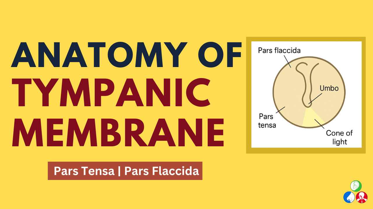 Anatomy of Tympanic Membrane | ENT Notes & Lectures