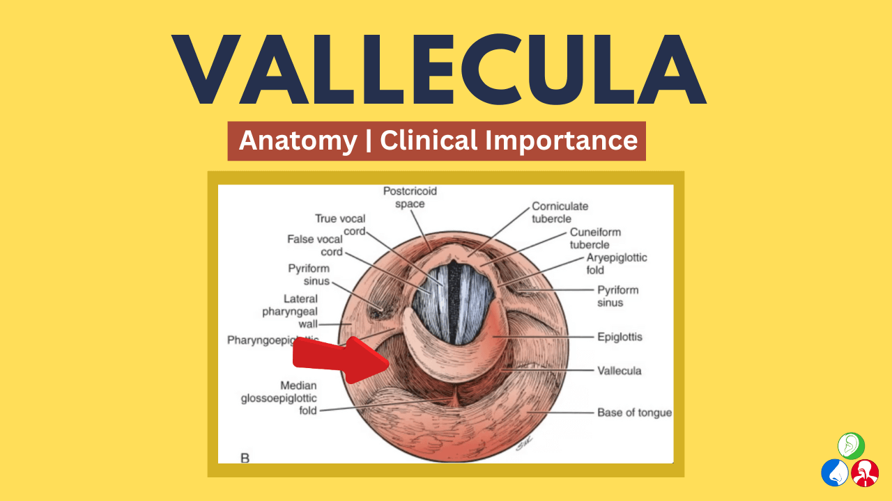 Vallecula - Anatomy, Boundaries, Nerve Supply & Clinical Significance ...